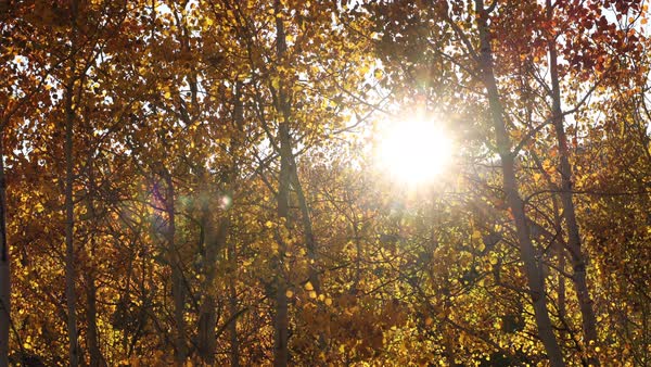 Sun light shining through Fall foliage panning through the branches of ...