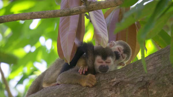 Two cute squirrel monkeys cuddling and sleeping together in a tree - 4K ...
