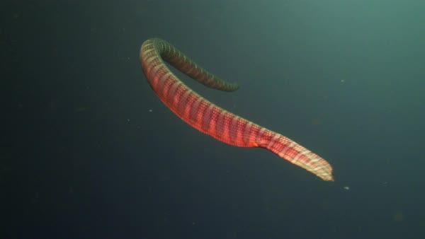 Close-up of sea snake swimming by fish undersea - Lombok, Indonesia ...