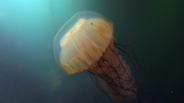 Close-up: A large jellyfish floating in the ocean moving its tentacles ...