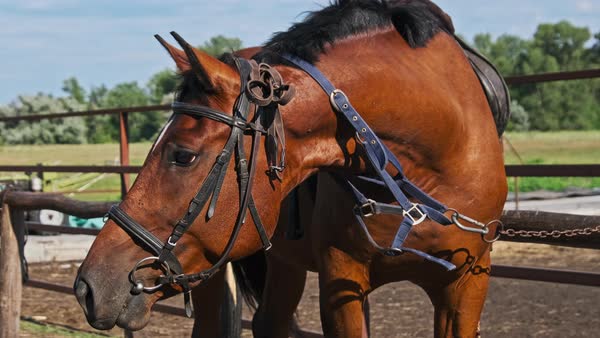 Beautiful brown harnessed horse stands near the stable in nature, slow ...