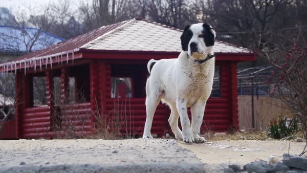 Hungry Homeless Big Dog on the Street in Winter Eats Food. Slow Motion ...