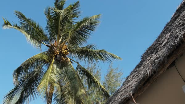 Tropical African hotel with thatched palapa roof bungalows and palm ...