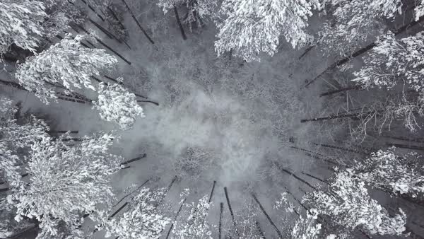Magnificent winter forest in the snow. Bird's eye view. Frozen spruce ...