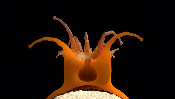 Animation of coral polyps anatomy and biology with alpha channel. - 4K ...
