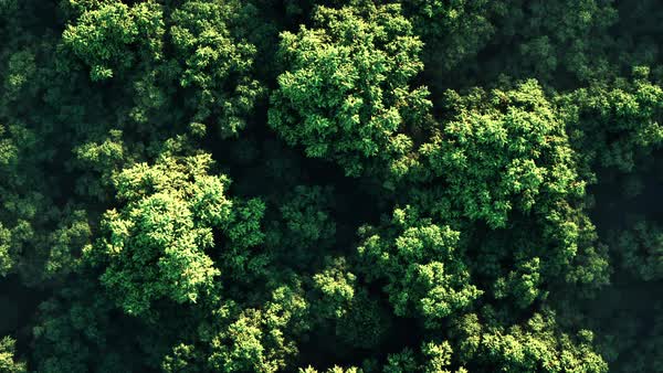 Forest seen from above - Stock Video Footage - Dissolve