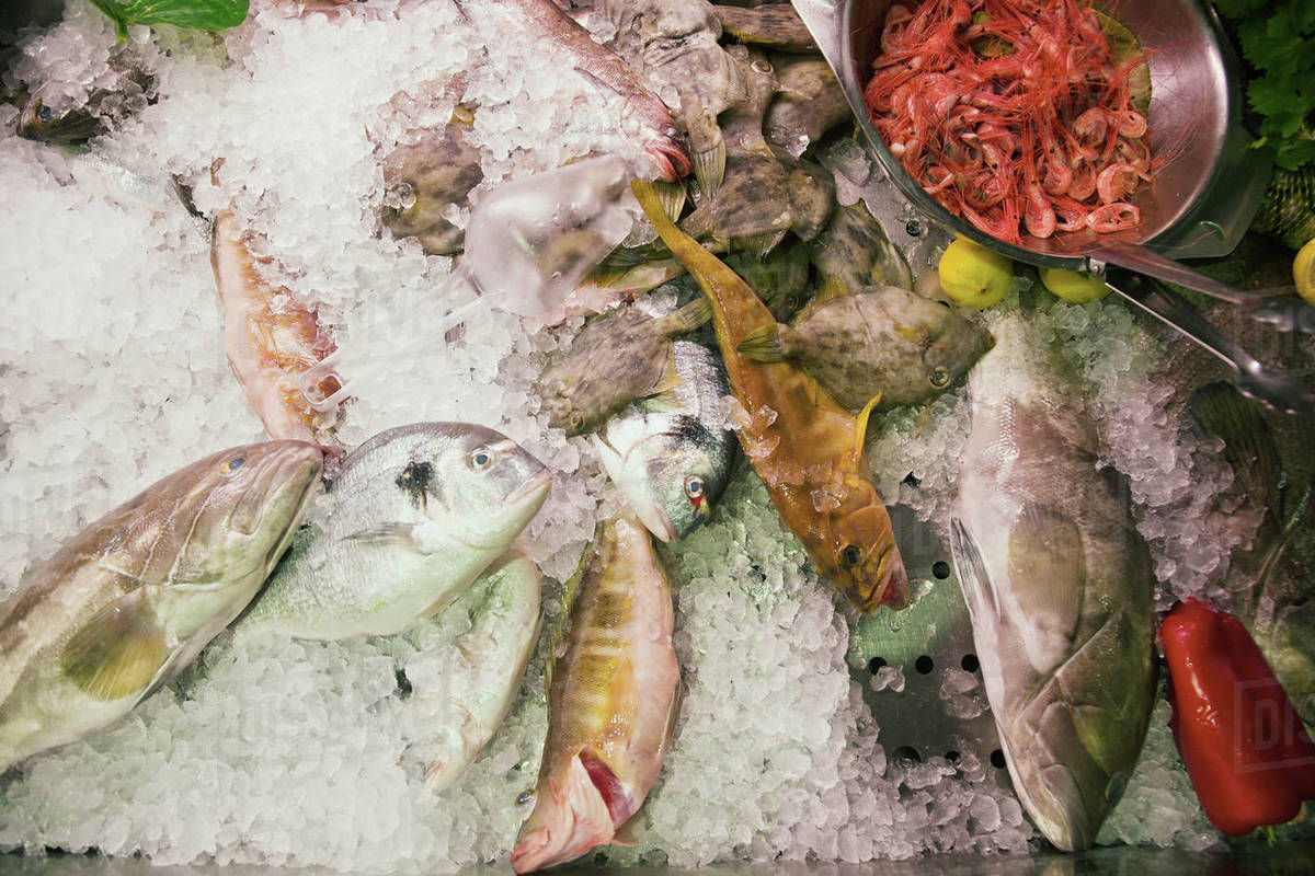 Various kinds of seafood in ice - Stock Photo - Dissolve