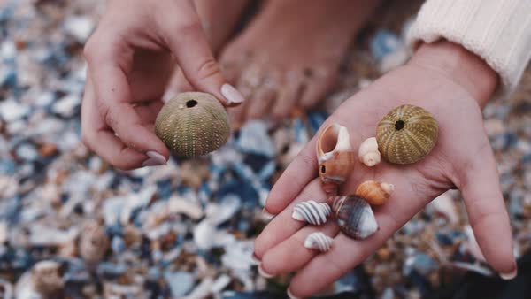 Close up woman hands collecting seashells on beach enjoying beautiful ...