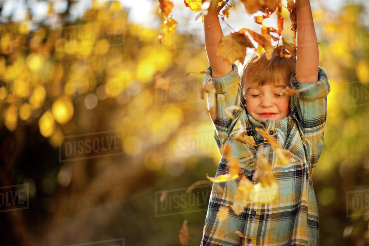 Boy hanging off tree branch and causing leaves to fall. - Royalty-free ...