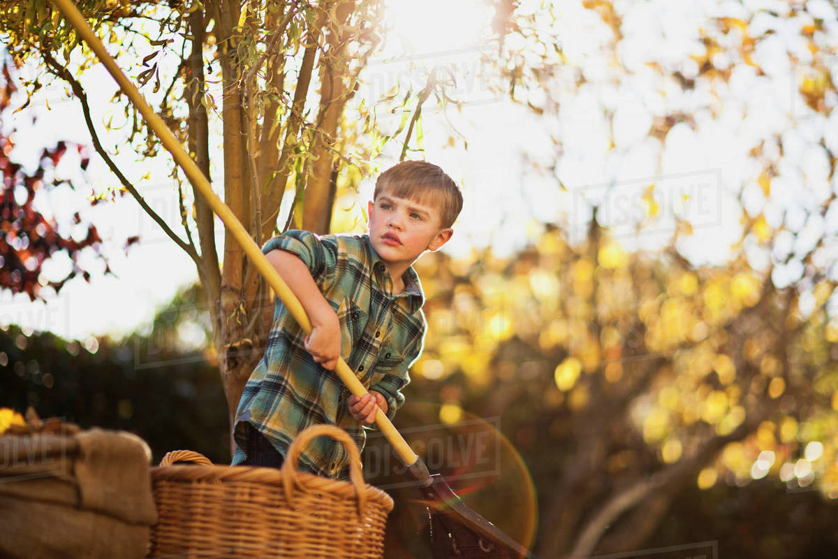 Grumpy boy gathering leaves in the backyard. - Stock Photo - Dissolve