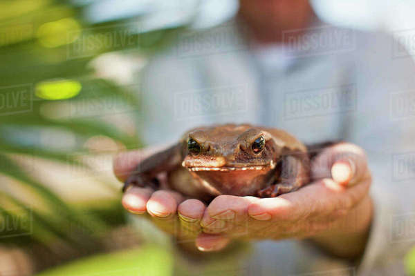 Portrait of a large frog being held by a man's hands. - Stock Photo ...