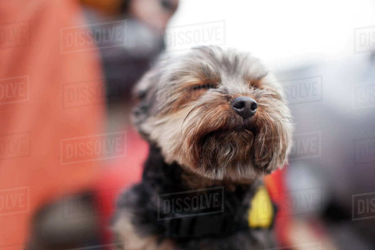 Windswept dog. - Stock Photo - Dissolve