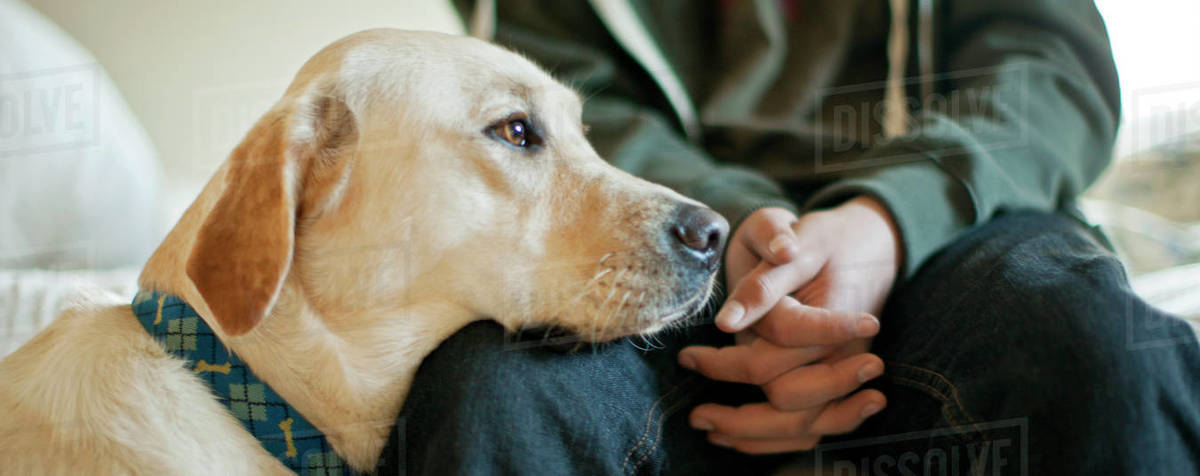 Labrador dog resting its head on its owners lap. - Stock Photo - Dissolve