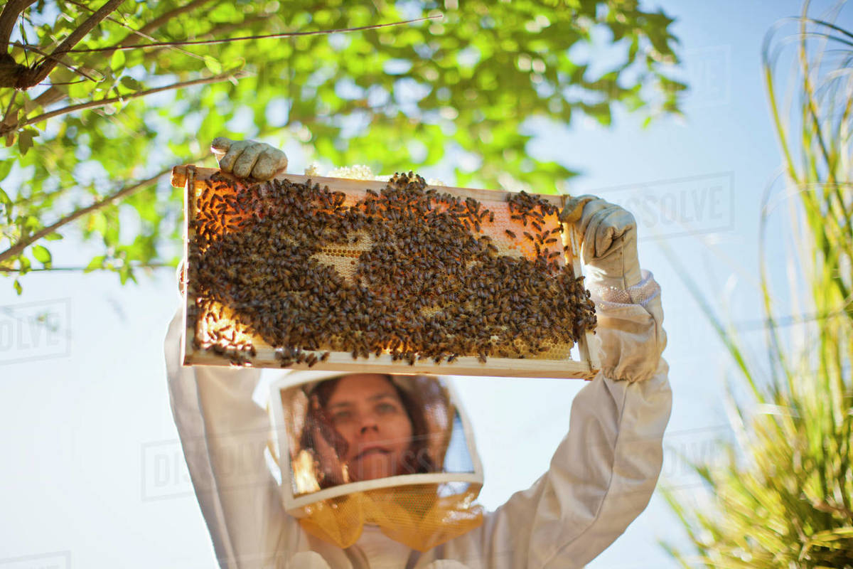 Mid adult woman in bee keeper's clothing lifting up part of a bee hive ...
