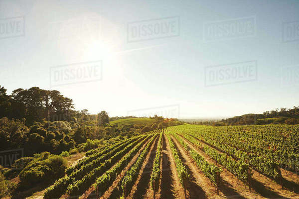 Vineyard field with grape vines in a row. Grape cultivation for winery ...