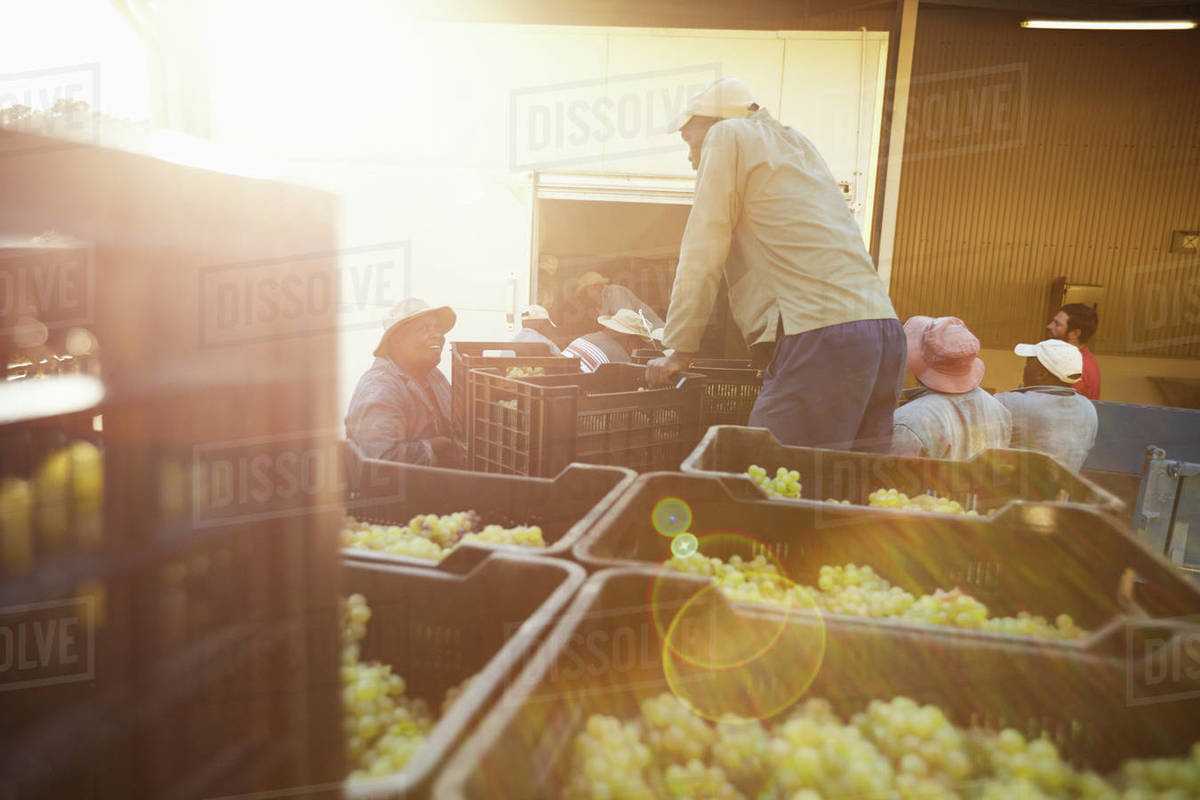 Harvested green grapes in boxes ready to unload at the wine factory for ...