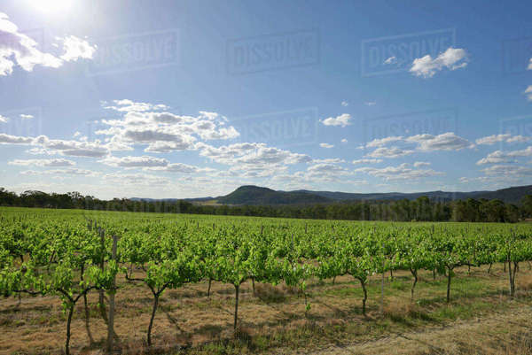 Looking across rows of grape vines towards rolling hills with clouds ...