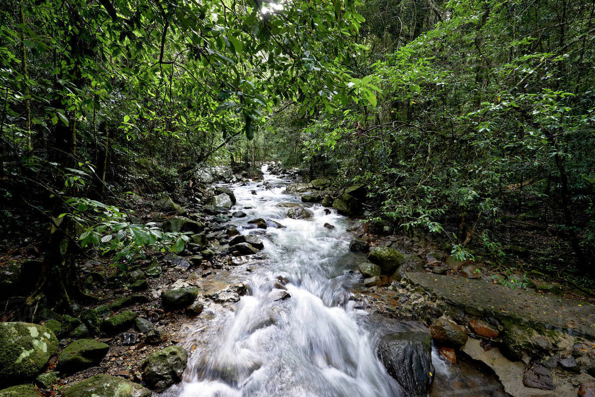 Water flowing over rocky stream through native Rainforest in hinterland ...