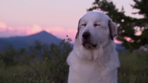 Close up of a great pyrenees sitting and looking around at sunset - HD ...