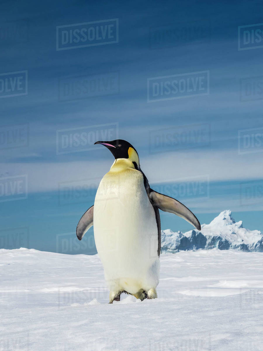 World's largest penguin, Emperor Penguins (Aptenodytes forsteri) on sea ...