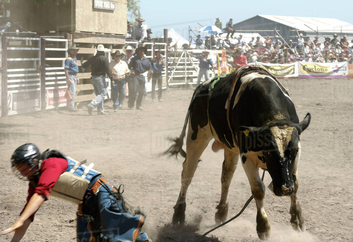 Competitor falling from bucking bull at Rodeo - Royalty-free Stock ...