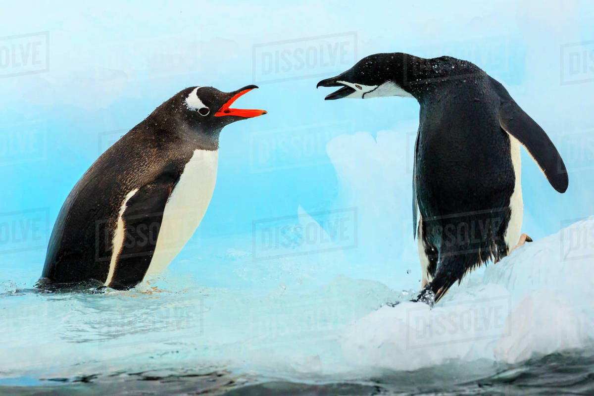 Gentoo Penguins (Pygoscelis papua) confronts Chinstrap Penguins ...