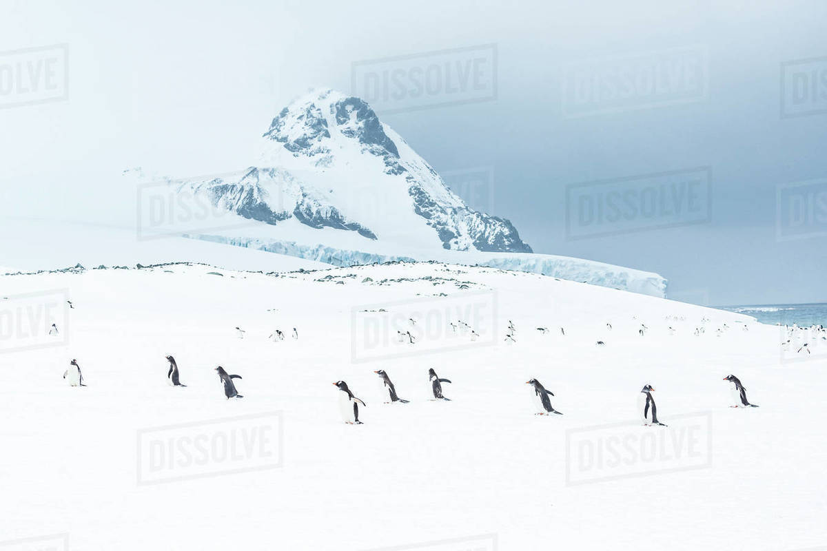 Gentoo Penguins (Pygoscelis papua) walking on fresh snow at Yankee ...