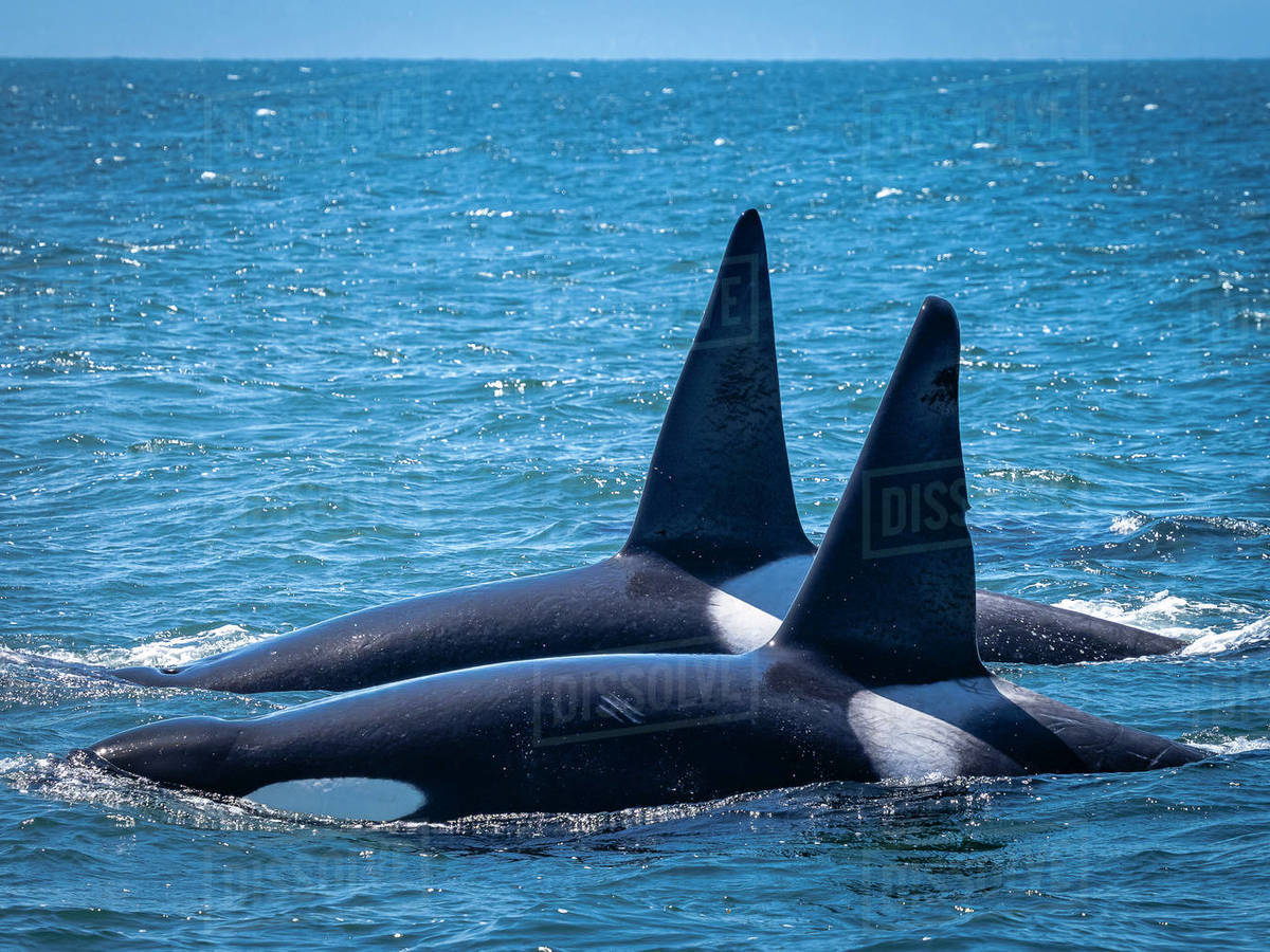 Twin dorsal fins of transient Killer Whales (Orcinus orca) hunting in ...
