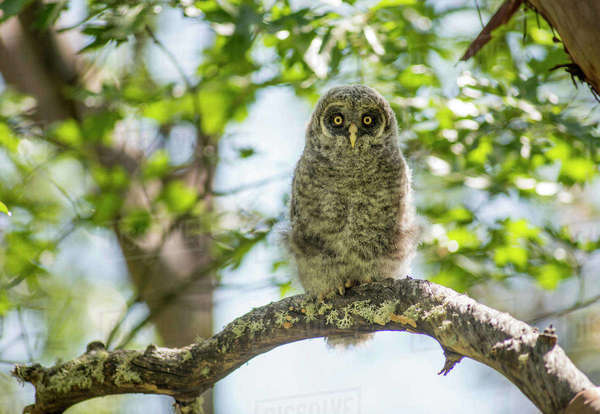 A great gray owl chick/owlet (Strix nebulosa) on a madrone branch in ...