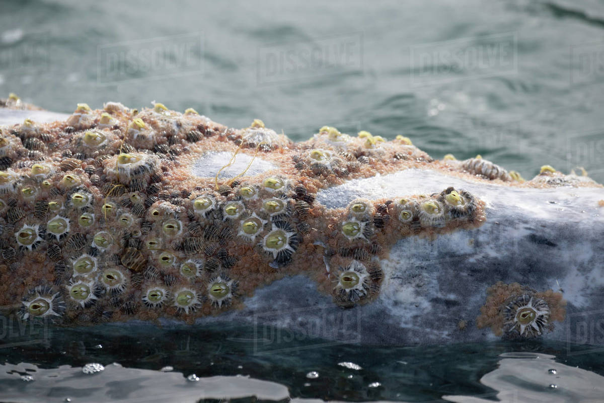 Callosities (whale Lice) on head of gray whale. Gray whale ...