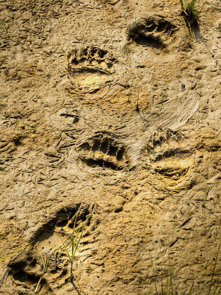 Bear tracks in mud, Coastal Brown Bears (Ursus arctos horribilis) at ...