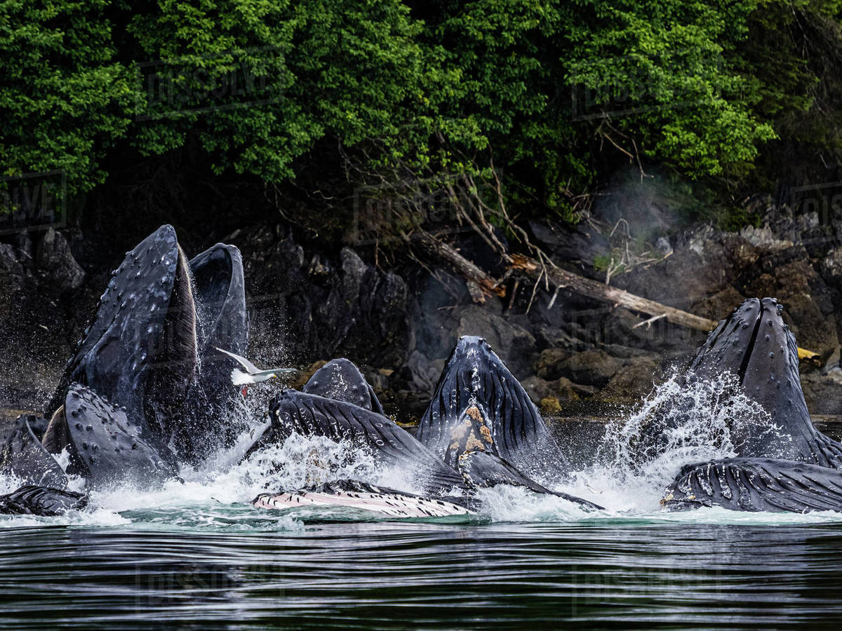 Open mouths, Feeding Humpback Whales (Megaptera novaeangliae) in ...