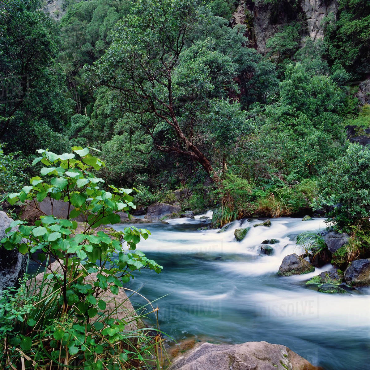 Fast flowing river in native New Zealand wilderness - Stock Photo ...