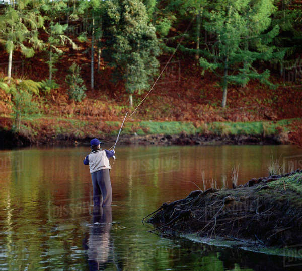 Back view of man wading and casting line in water fishing for trout in ...