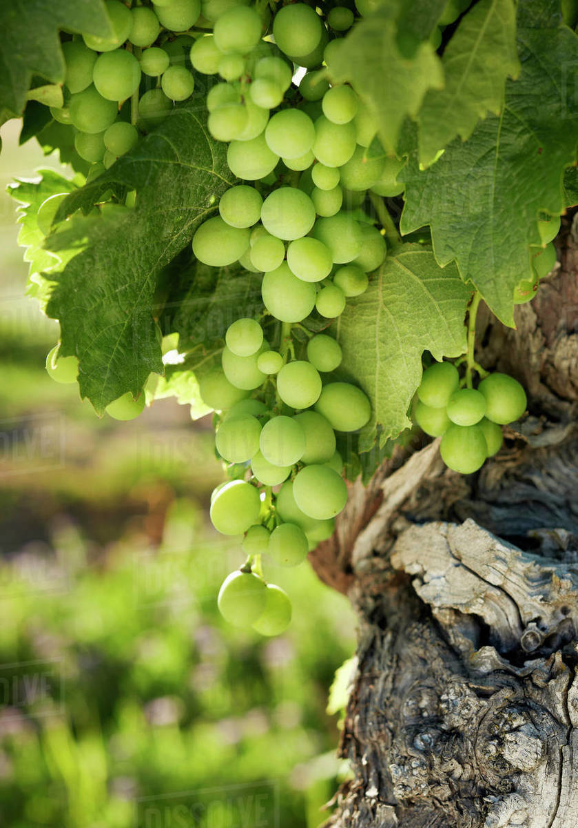Closeup of green grapes hanging from old grapevine in vineyard ...