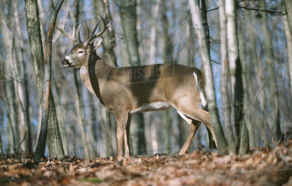 White Tailed Deer Buck - Royalty-free Stock Photo | Dissolve