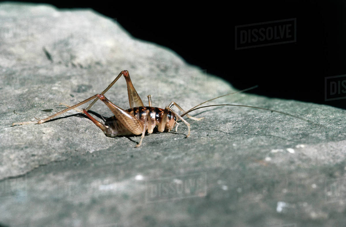 Cave Cricket - Royalty-free Stock Photo | Dissolve