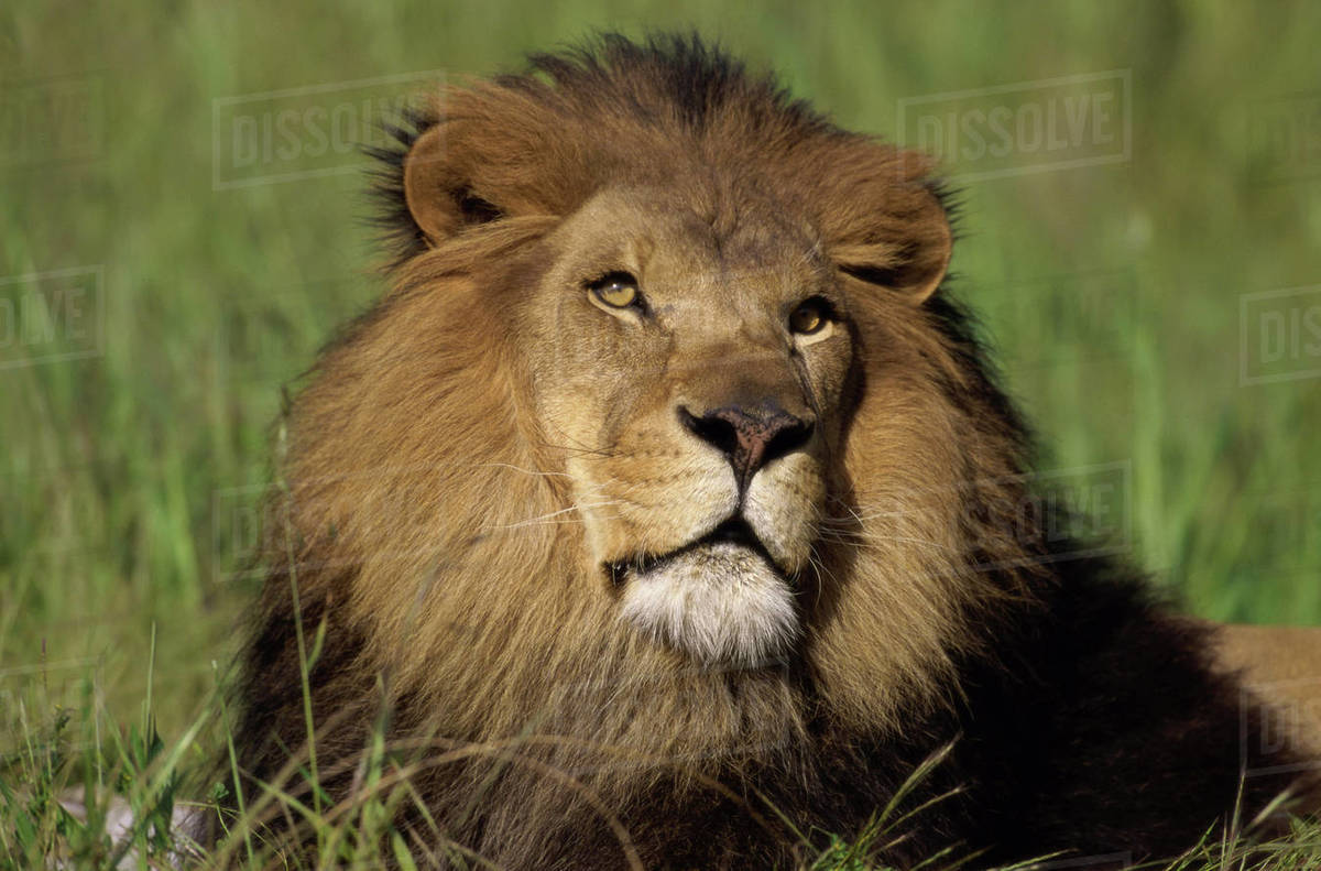 Close-up of the face of a lion - Stock Photo - Dissolve