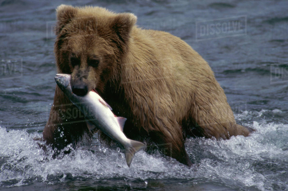 Brown Bear in a river with a fish in its mouth, Katmai National Park ...