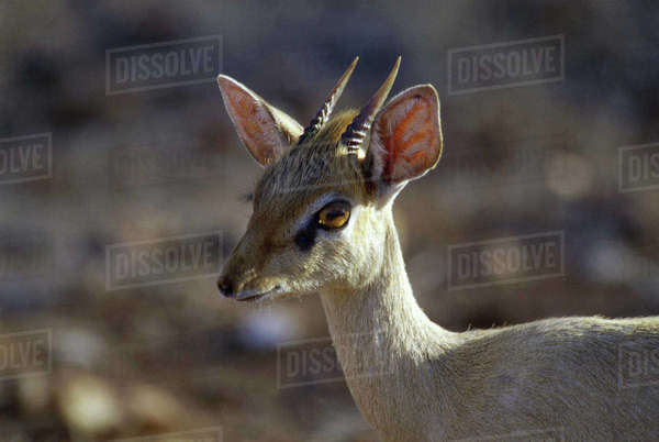 Close-up of a Dik-dik, Kenya - Royalty-free Stock Photo | Dissolve