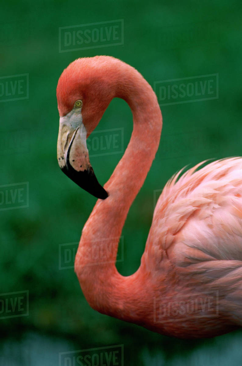 Close-up of a flamingo - Royalty-free Stock Photo | Dissolve
