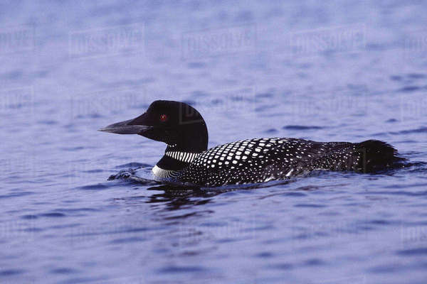 Common Loon floating on water - Stock Photo - Dissolve