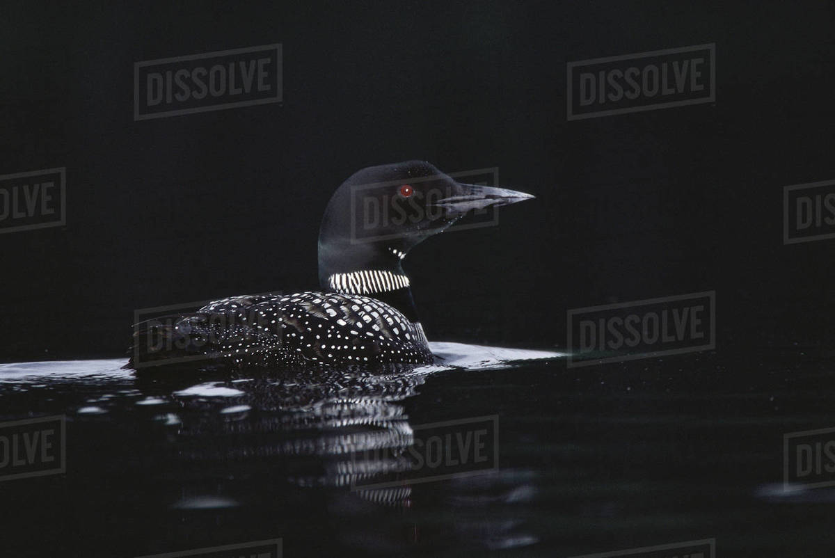 Common Loon floating on water - Stock Photo - Dissolve