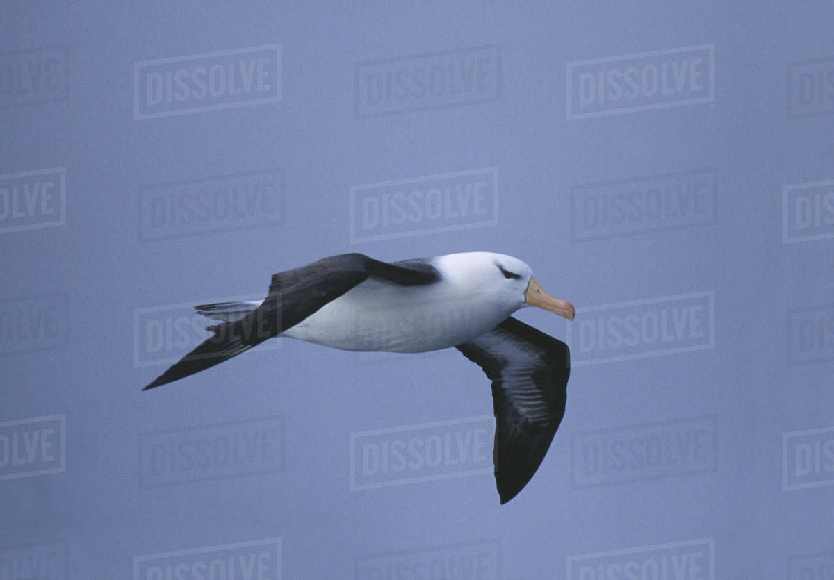 Black-Browed Albatross flying in the sky - Royalty-free Stock Photo ...