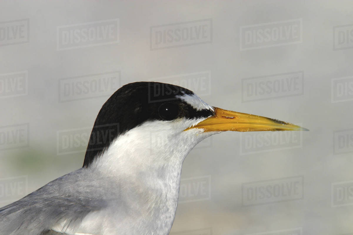Close-up of a Least Tern - Royalty-free Stock Photo | Dissolve