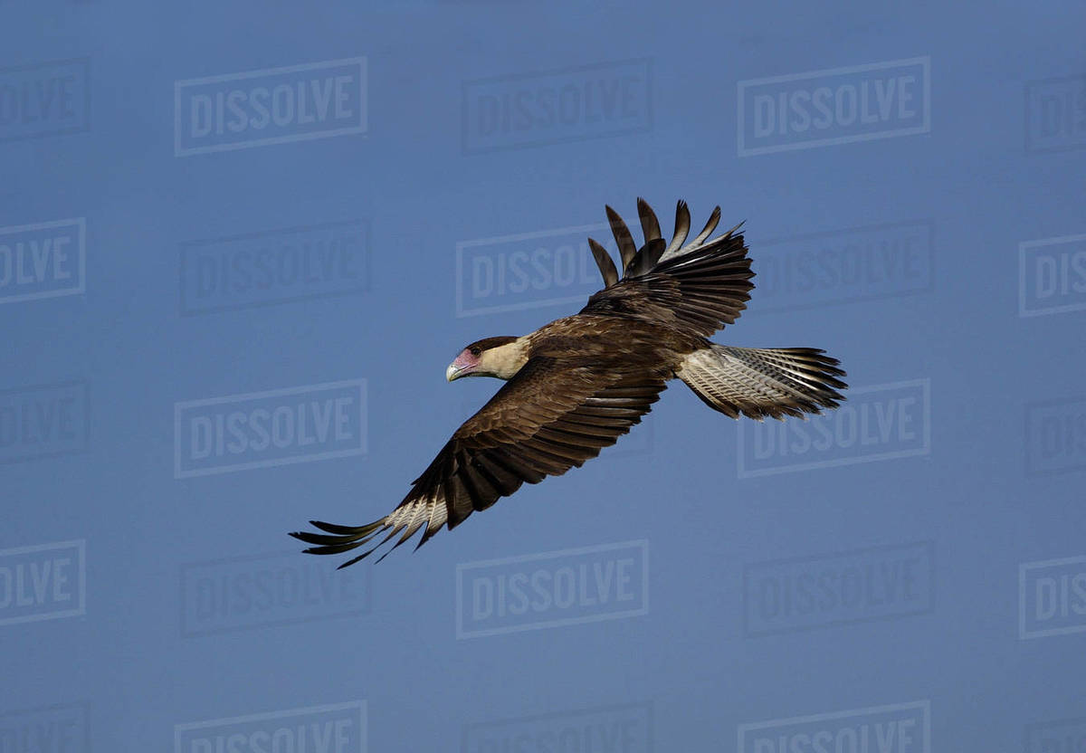 A Crested Caracara Hawk in flight - Royalty-free Stock Photo | Dissolve