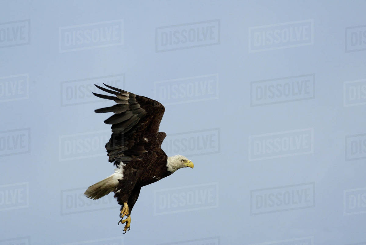 Low angle view of an eagle flying in the sky - Royalty-free Stock Photo ...
