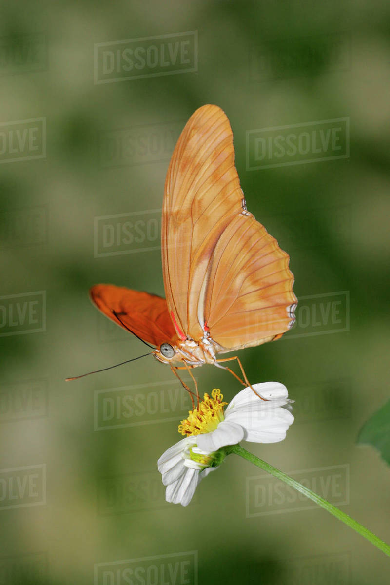 Close-up of a Julia Butterfly on a flower pollinating (Dryas julia ...