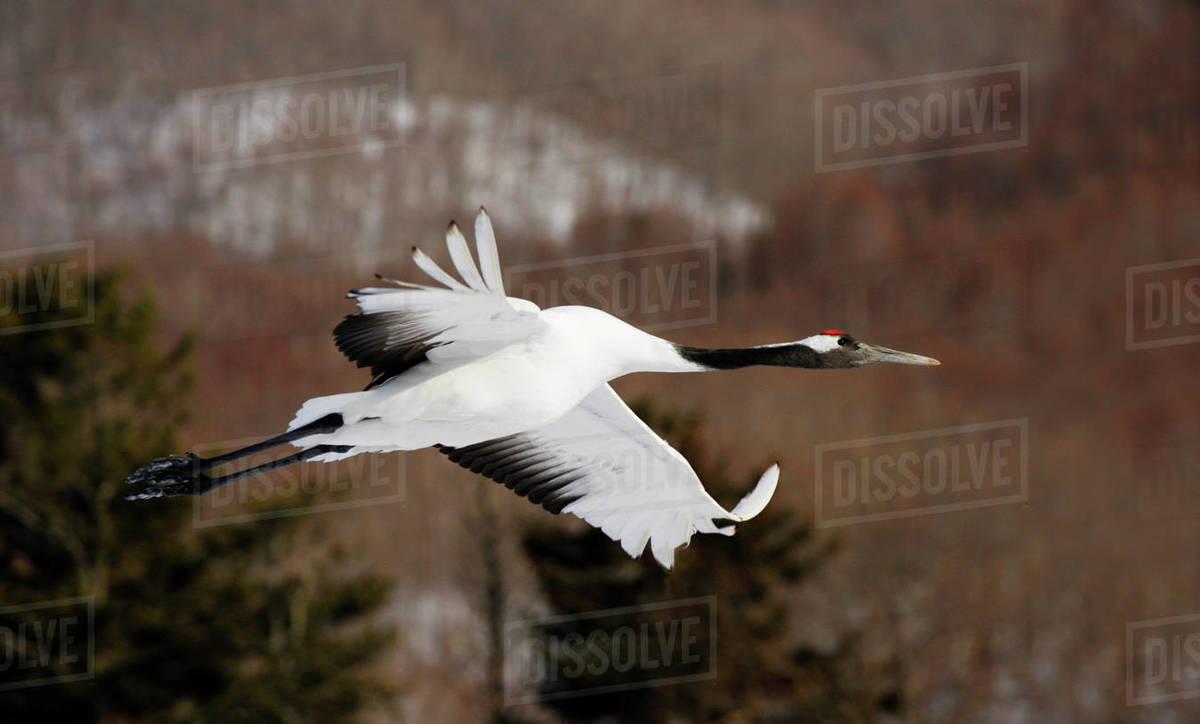 Close-up of a Red-crowned Crane flying (Grus japonensis) - Stock Photo ...
