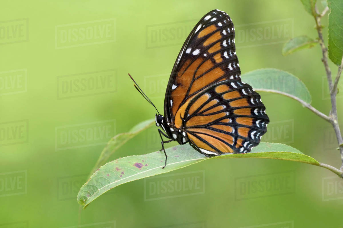 Close-up of a Viceroy butterfly (Basilarchia archippus) on a leaf ...